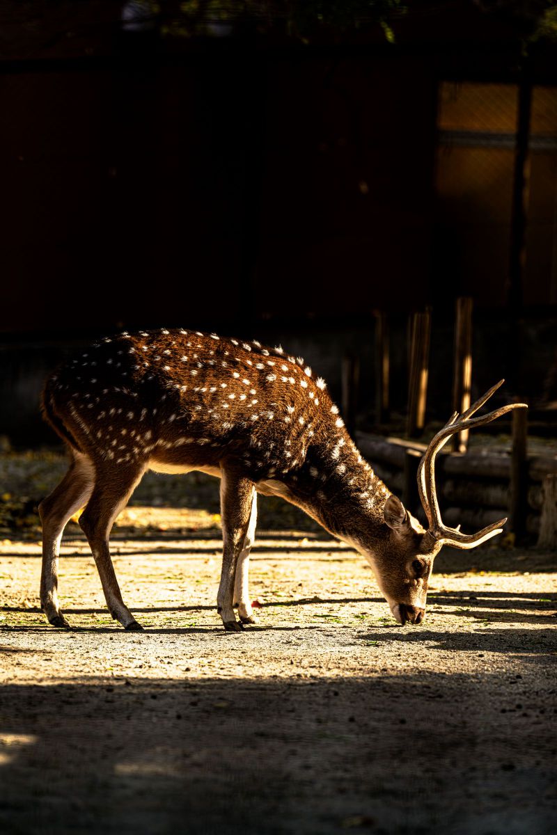 はな鹿けないで | GANREF