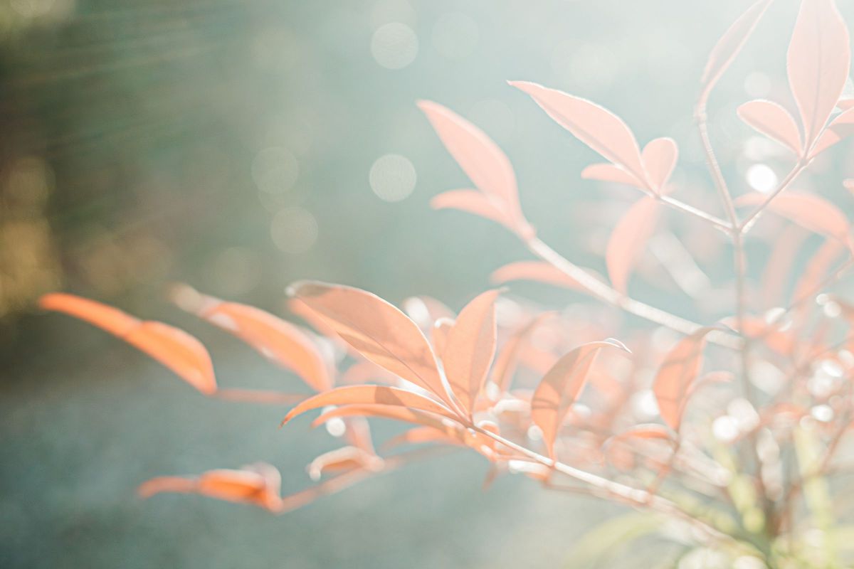 ひかり降る ② | GANREF