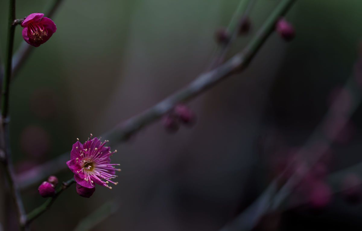 目覚め② | GANREF