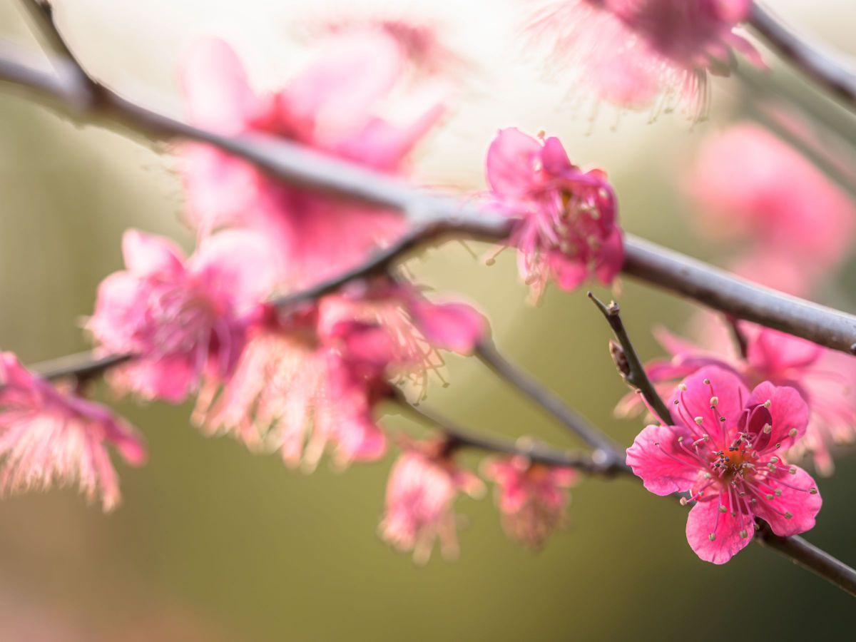 目覚め③ | GANREF