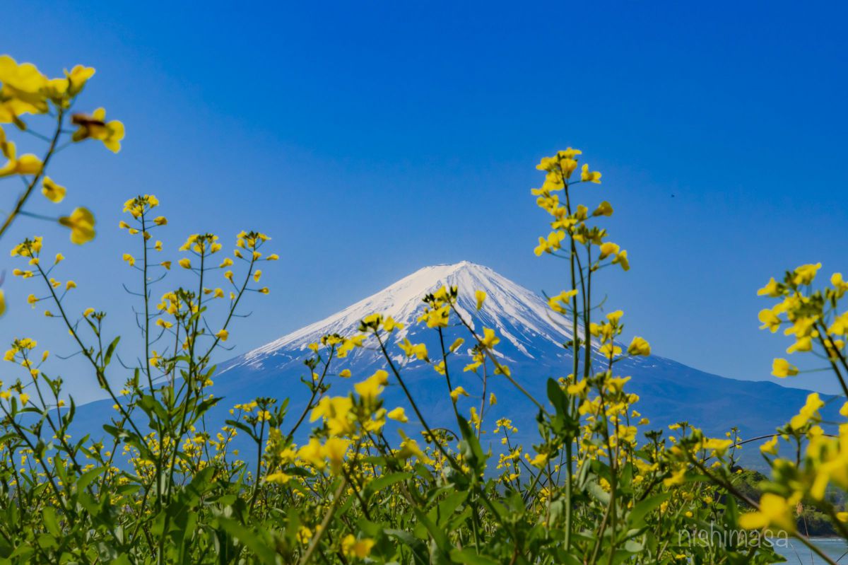 Mt.fuji | GANREF
