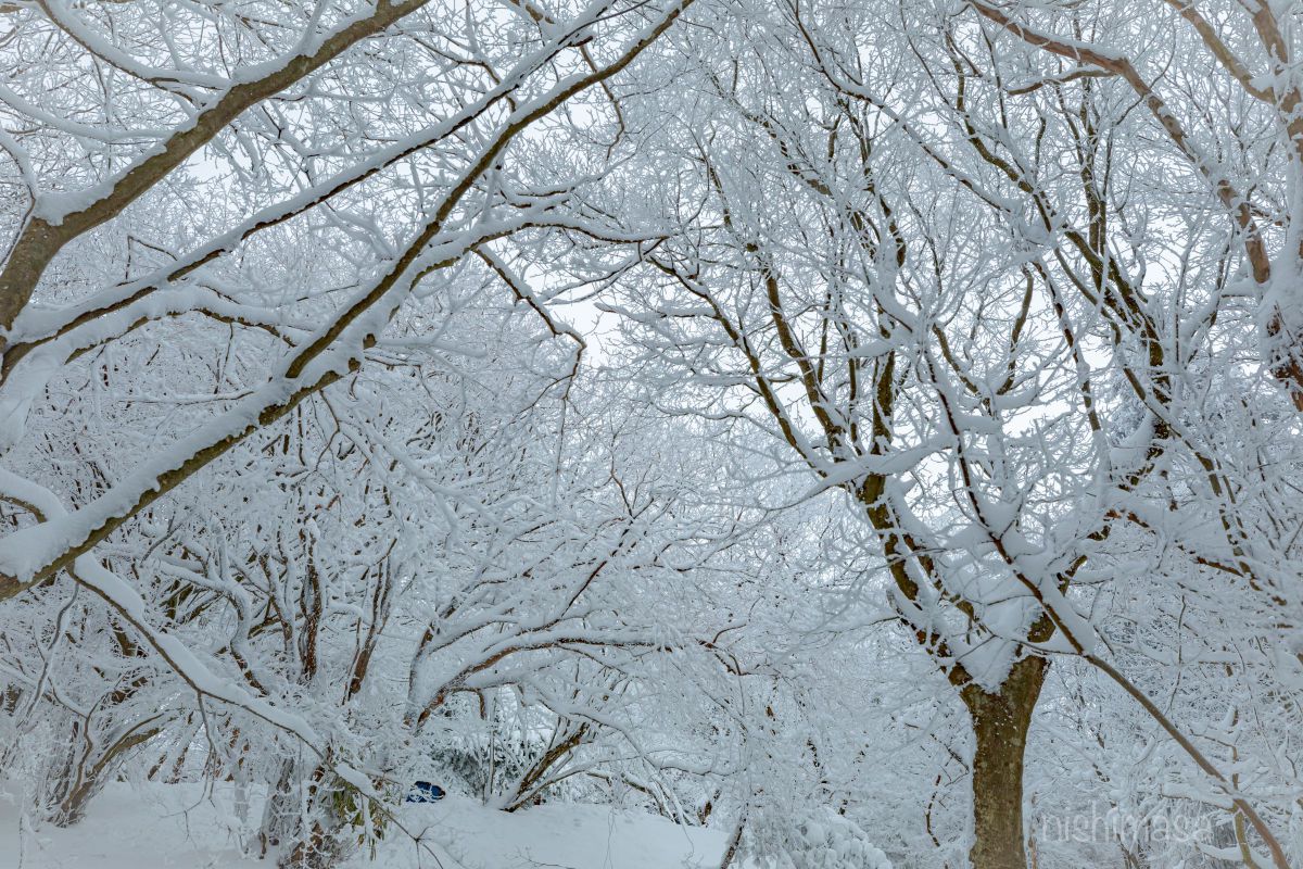 White world | GANREF