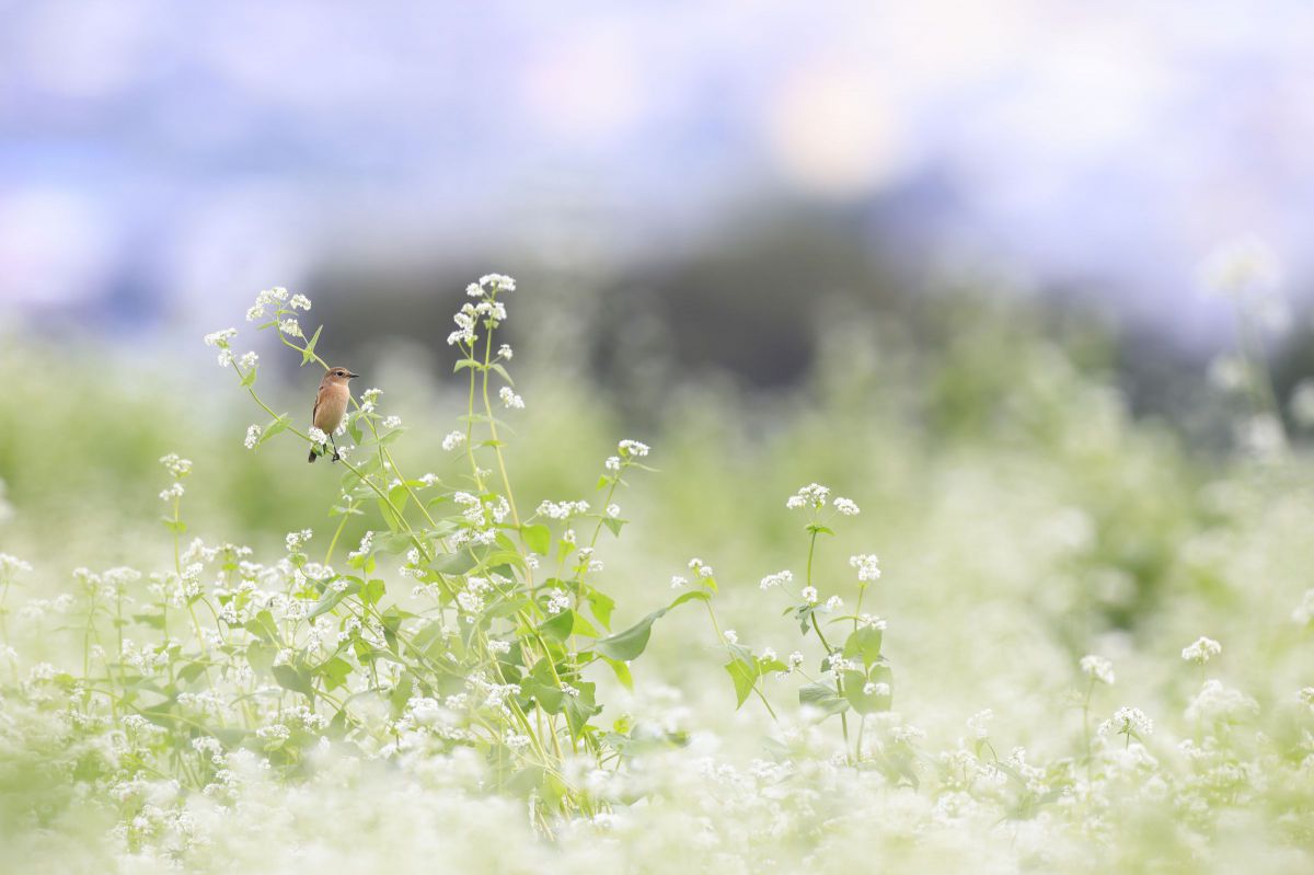 蕎麦菜の香りに誘われ | GANREF