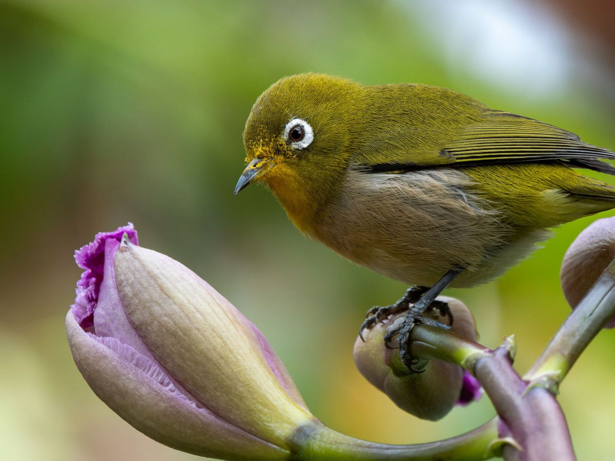 メジロ#3 | GANREF