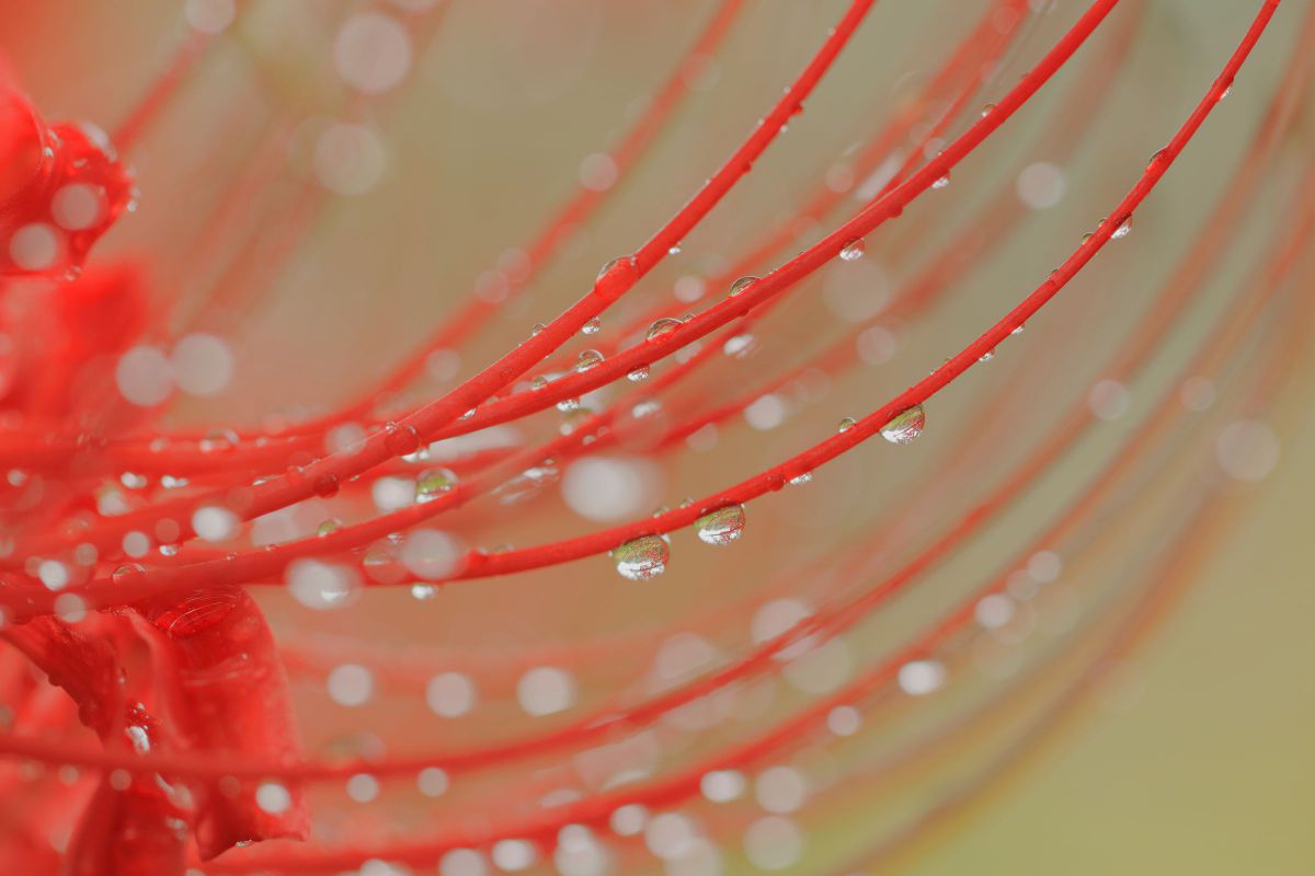 IN THE RAIN | GANREF