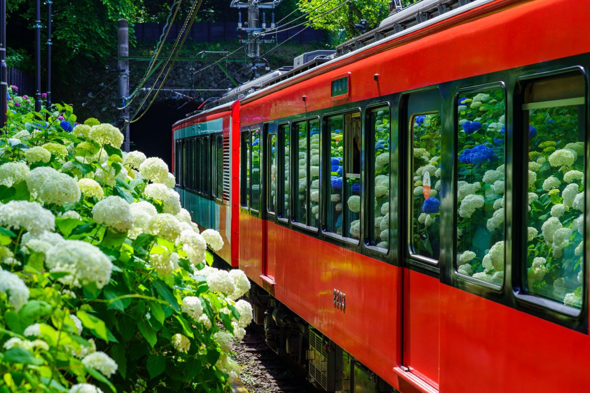 あじさい電車 | GANREF