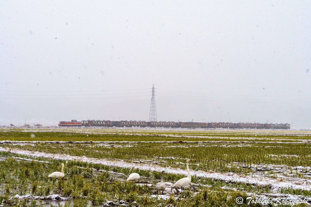 白鳥とDLばんえつ物語 | GANREF