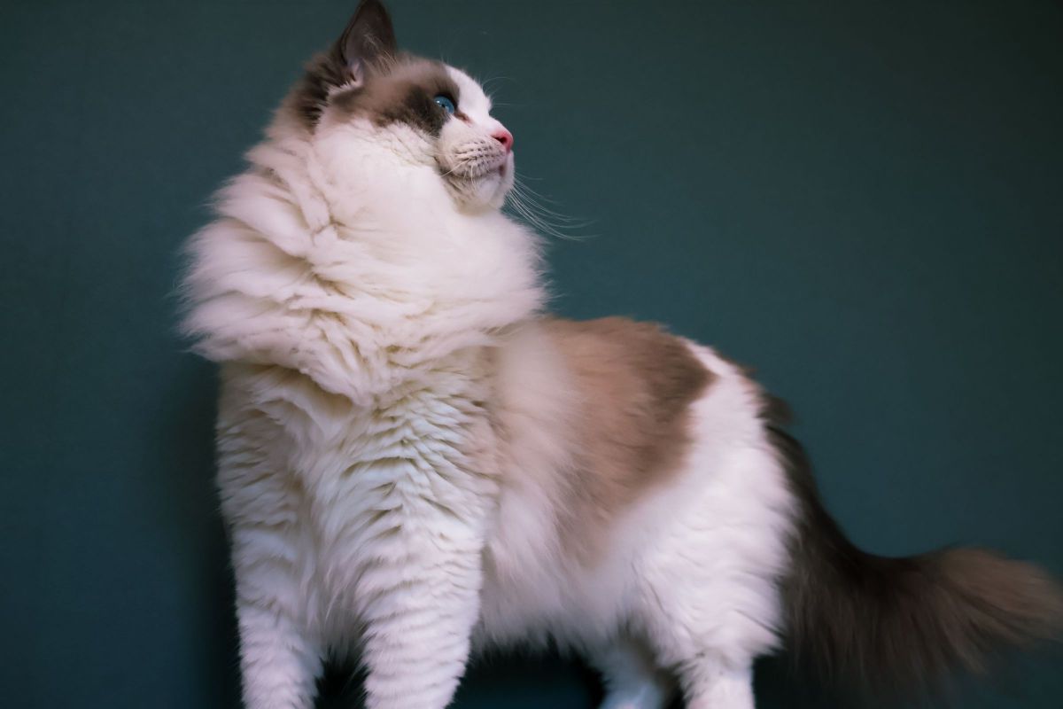 beautiful cat | GANREF