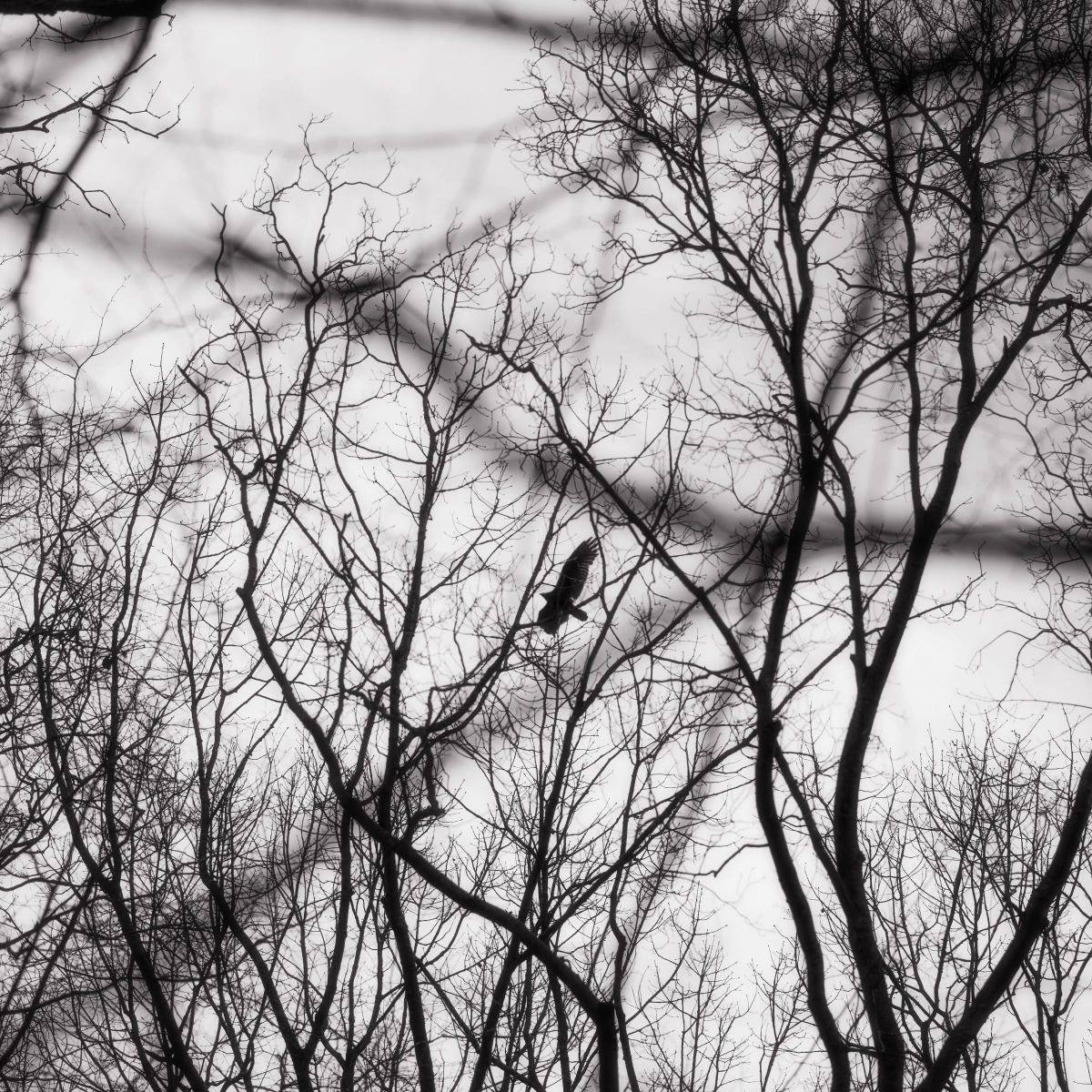 Spring, Cloudy day, 2024 - 2 | GANREF