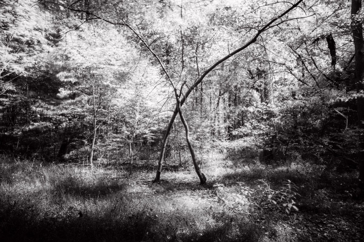 Light and Shadow 1 | GANREF