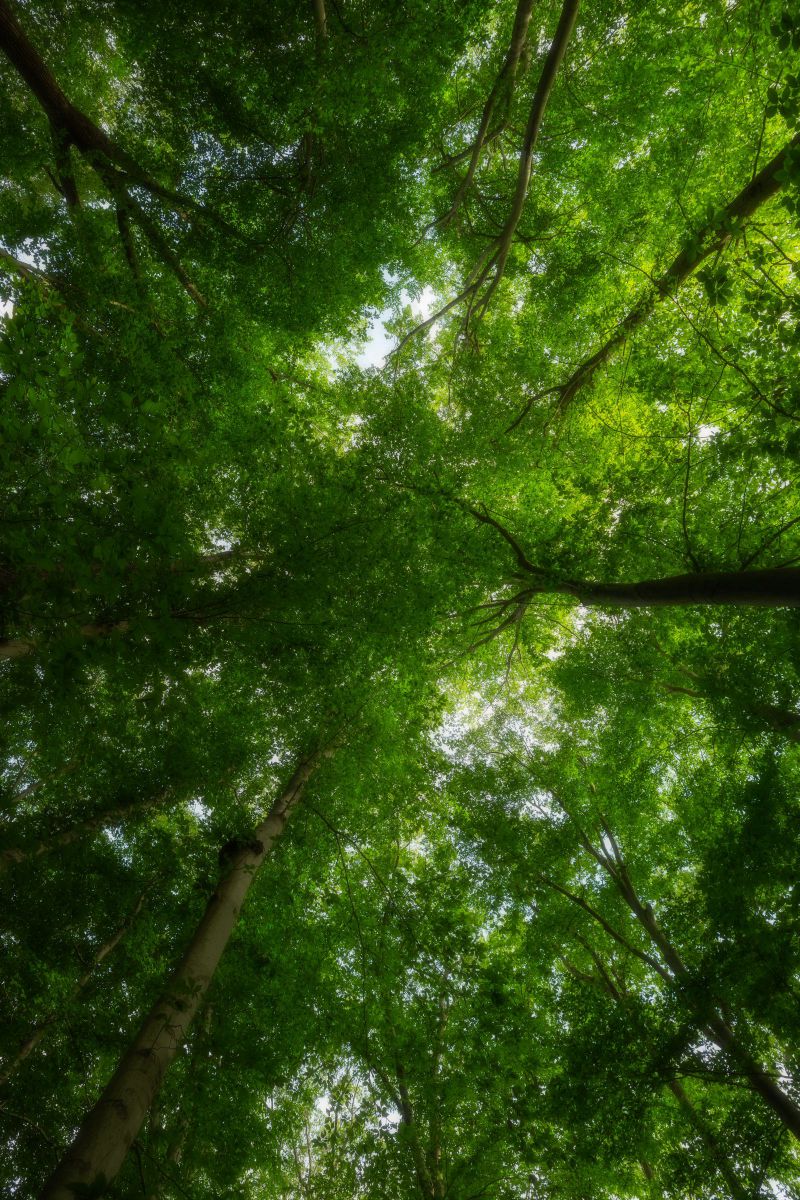 Summer in Forest | GANREF