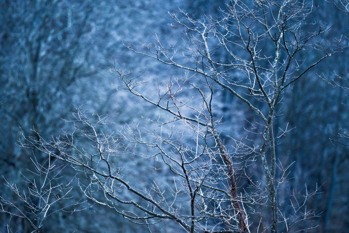 Blue in Winter 2 2024 | GANREF