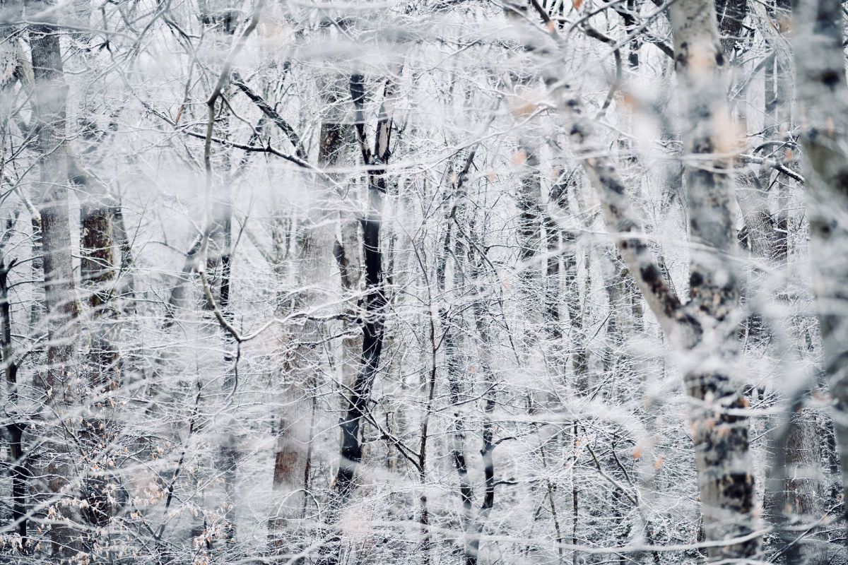 White in White | GANREF