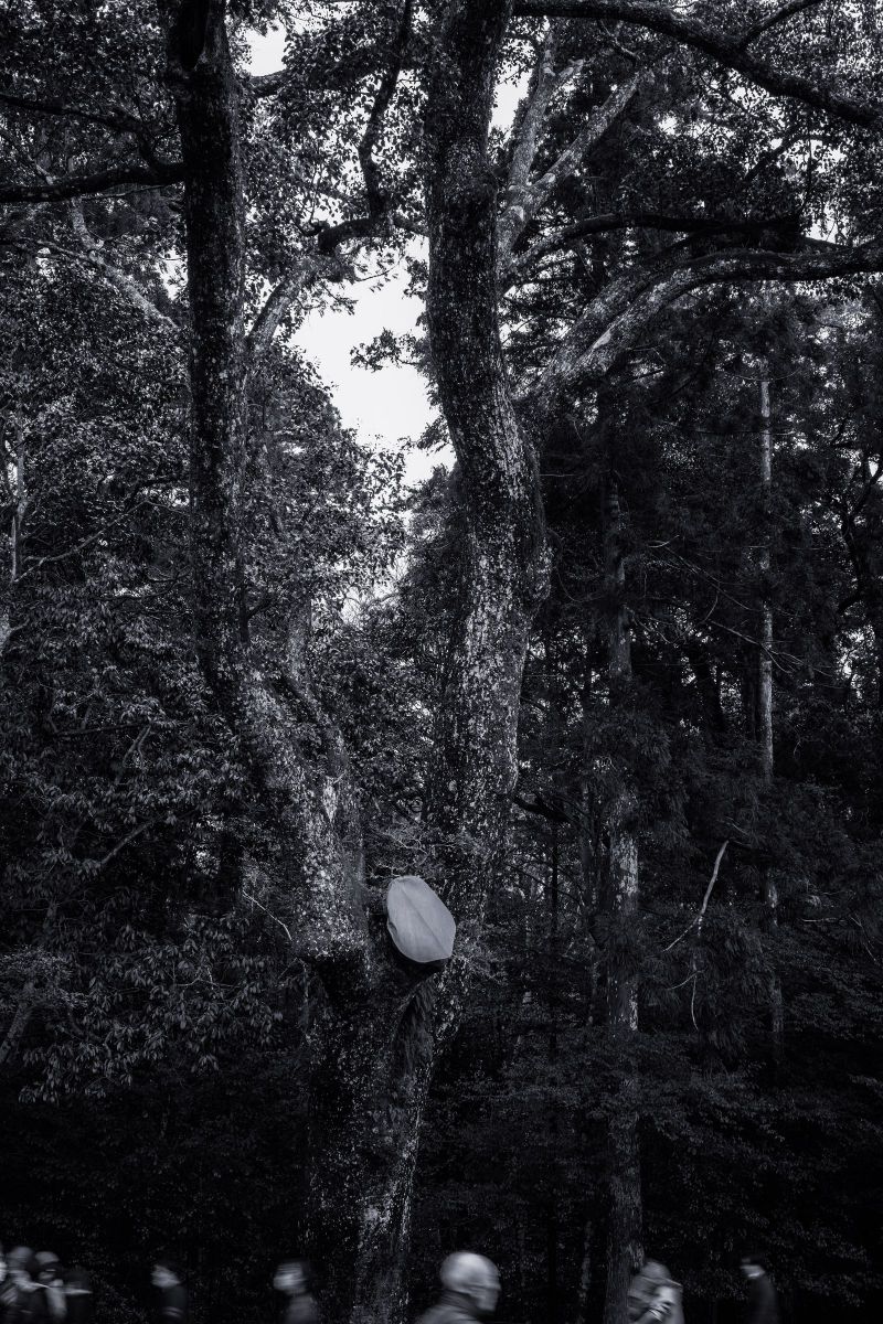 木の霊性15 | GANREF