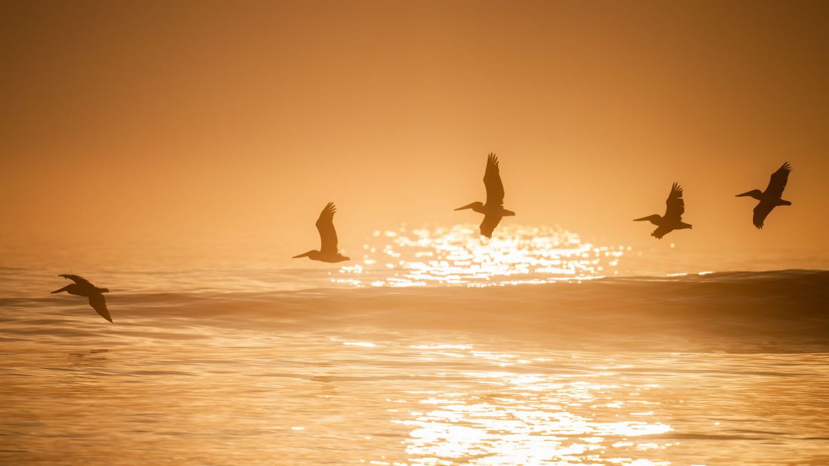 Brown Pelican | GANREF