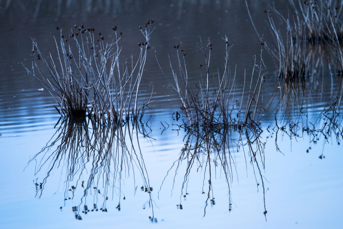 Blue in Winter 3 2024 | GANREF