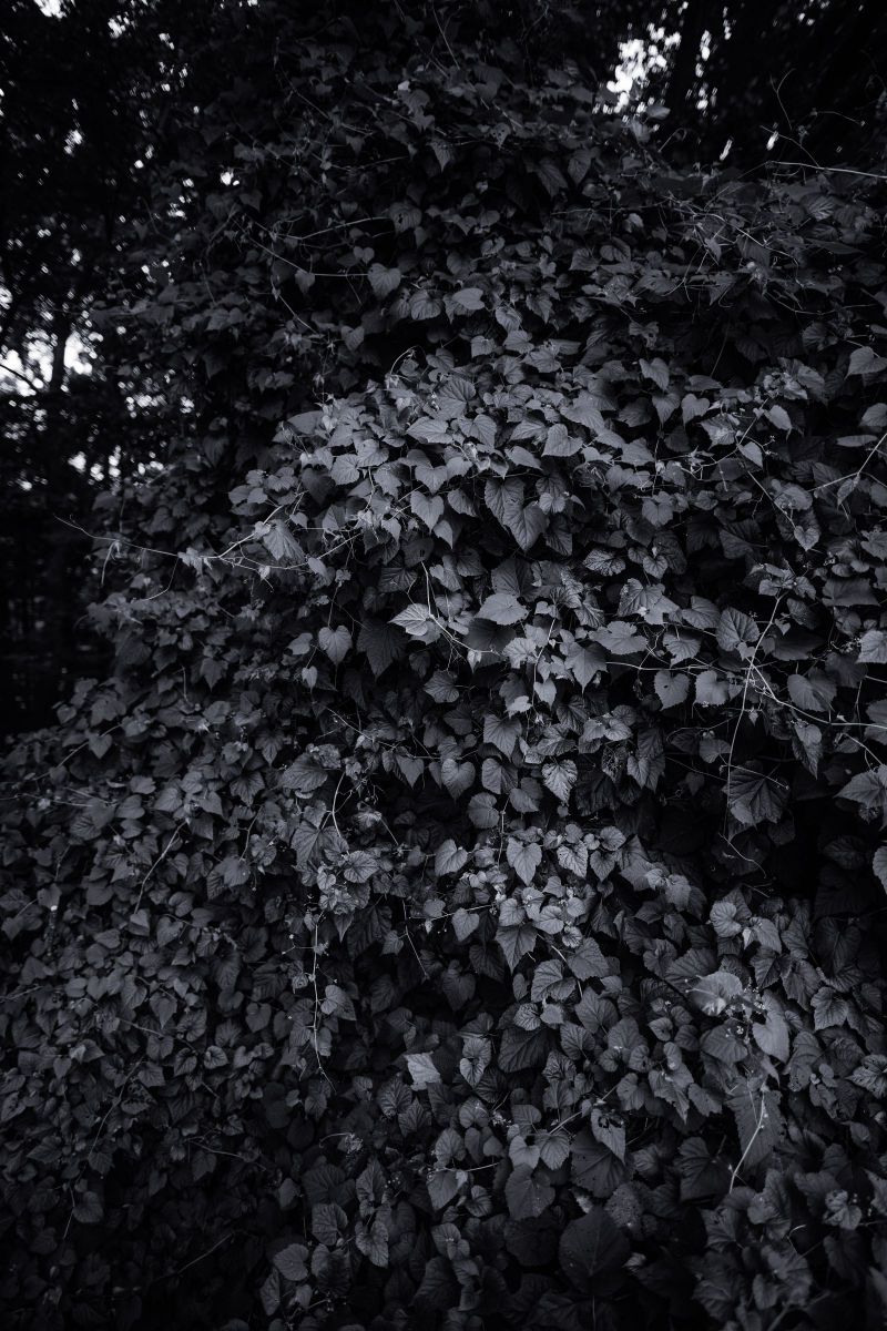 Green Monster | GANREF