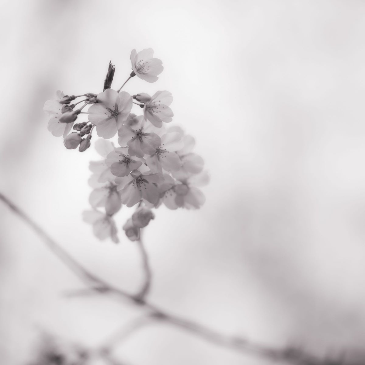 Spring, Cloudy day, 2024 - 3 | GANREF