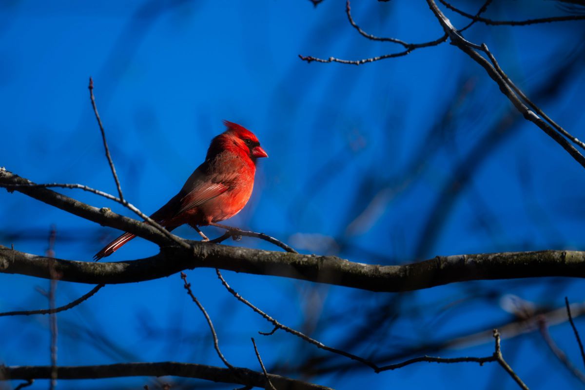 Red in Blue | GANREF