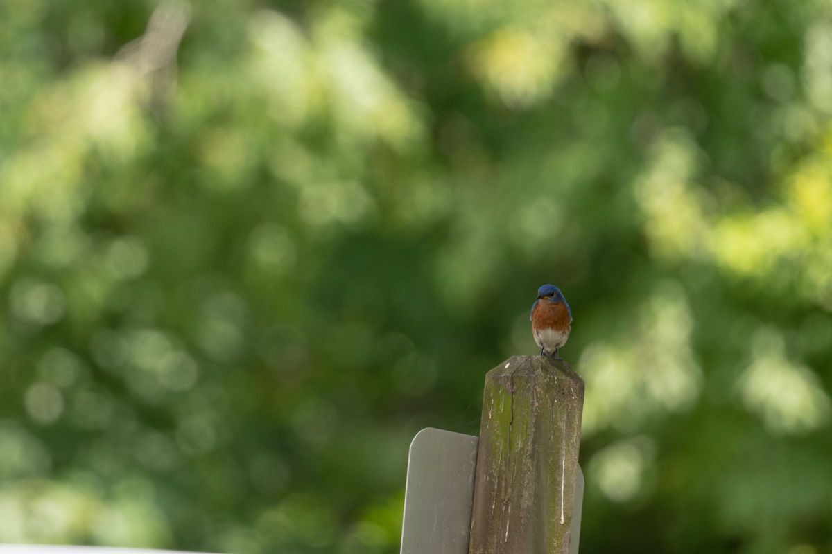North Carolina Blue Bird | GANREF