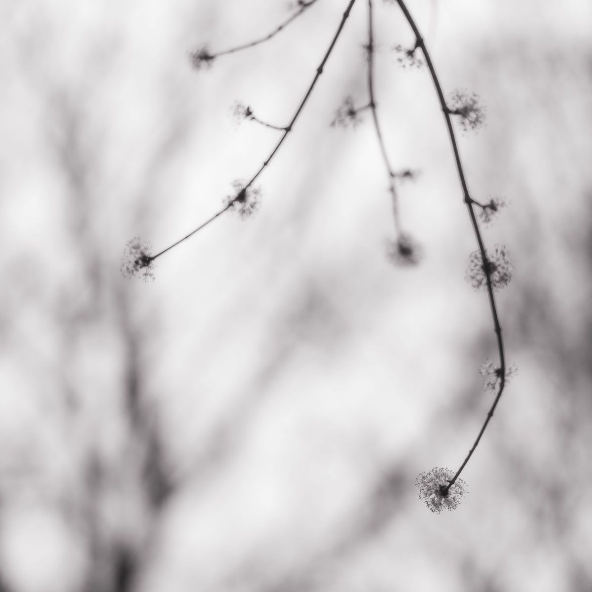 Spring, Cloudy day, 2024 - 1 | GANREF