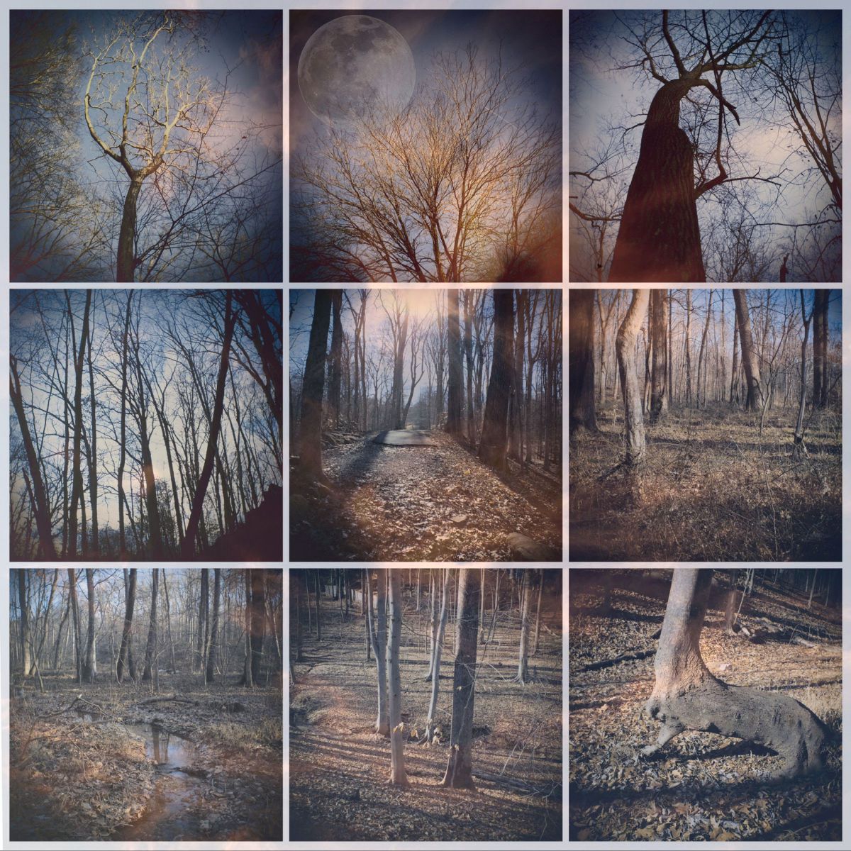 Winter Forest | GANREF