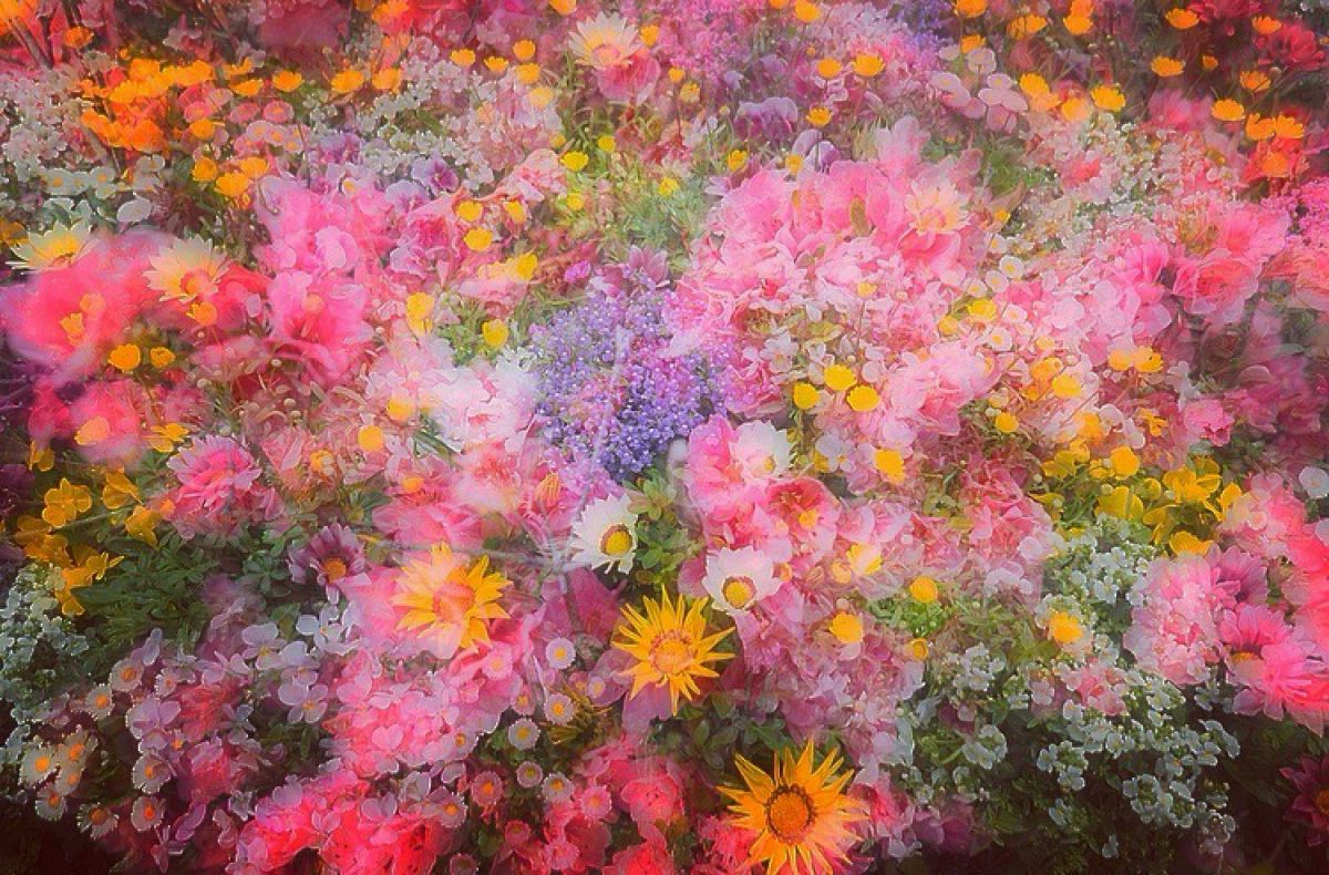 flowers Ⅱ | GANREF