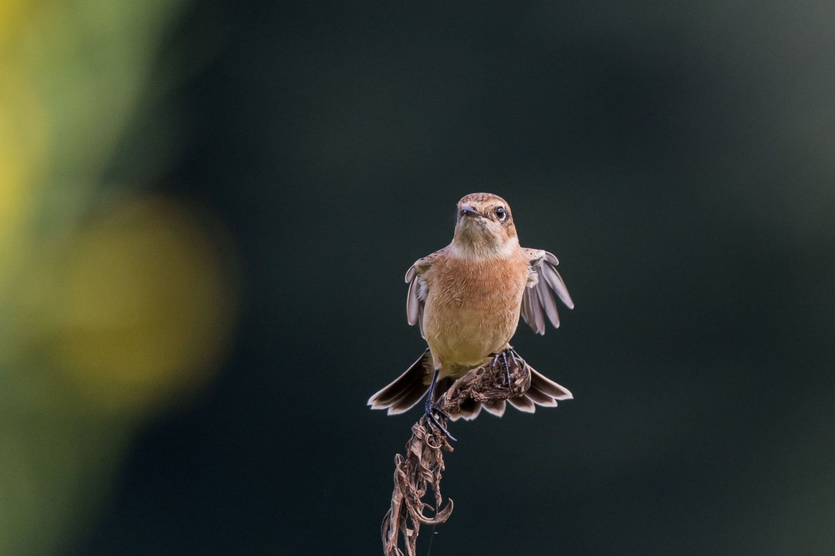 Starting point | GANREF