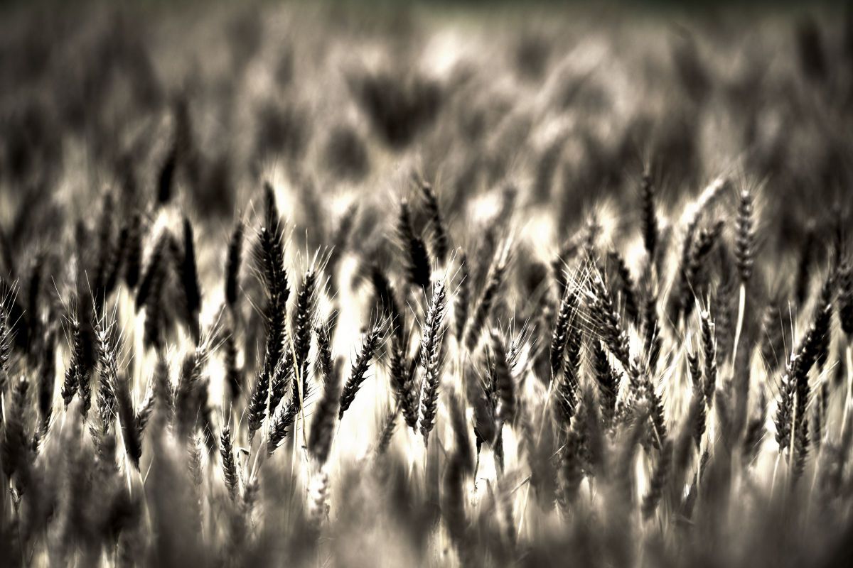 Wheat Light_brown | GANREF