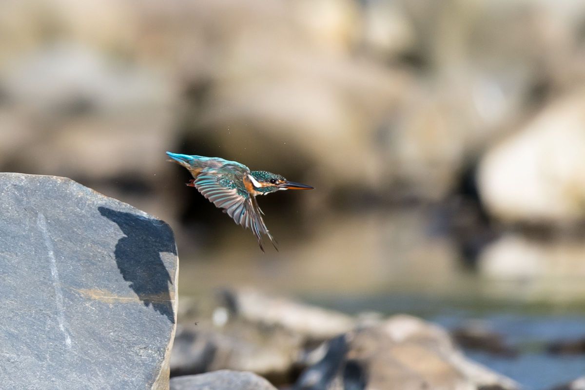 On your mark, get set, go! | GANREF