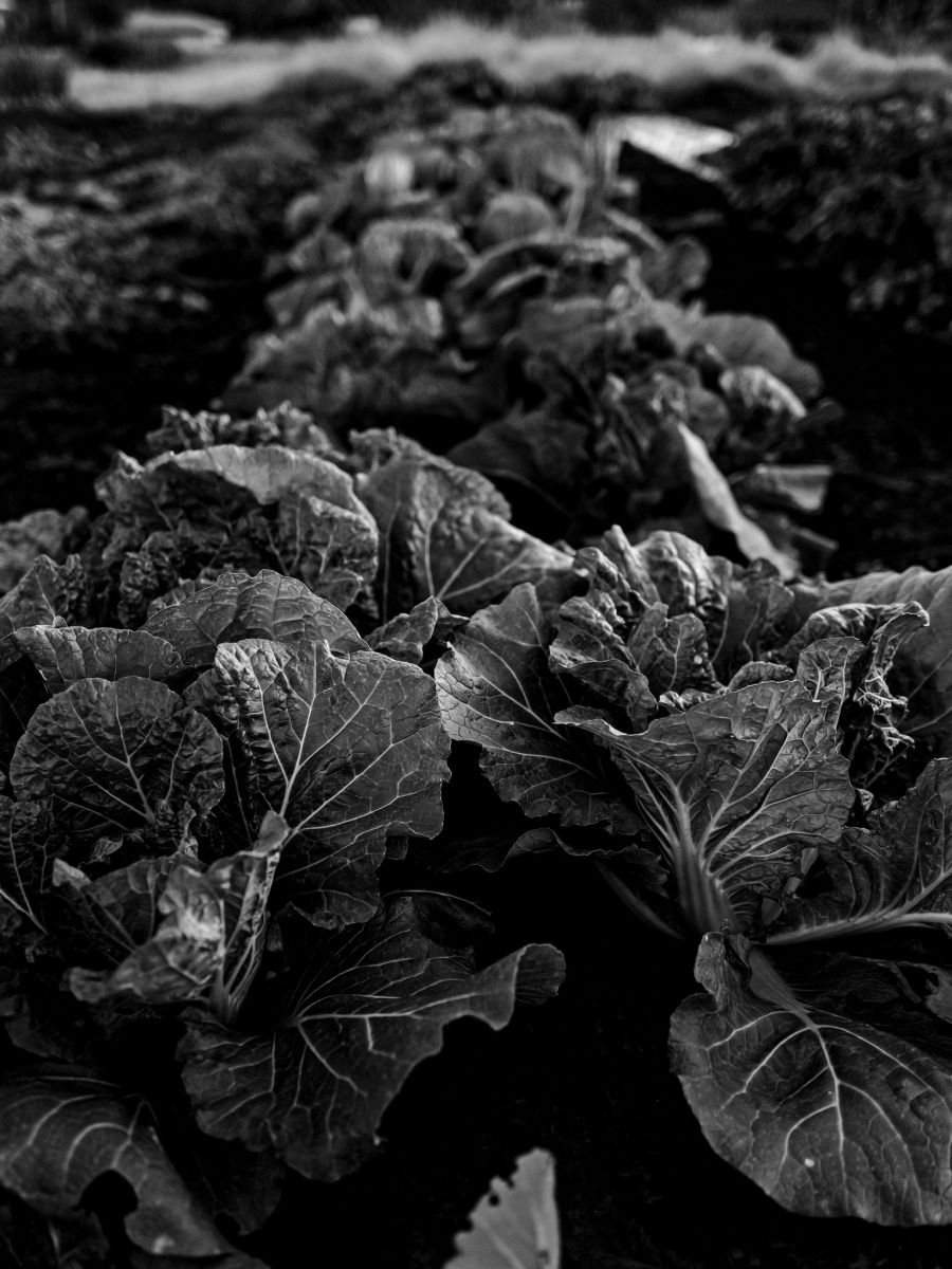 Vegetable field | GANREF
