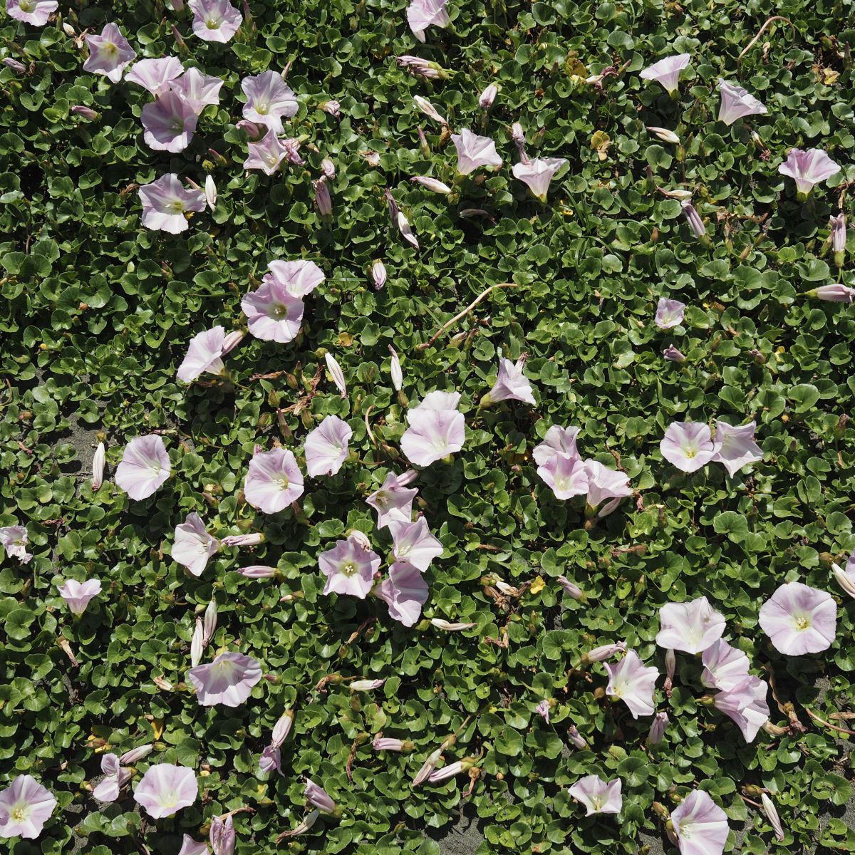 Natural Randomness | GANREF