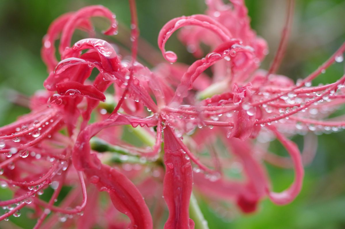 お出かけ(183)-1（彼岸花@幸手権現堂桜堤） | GANREF
