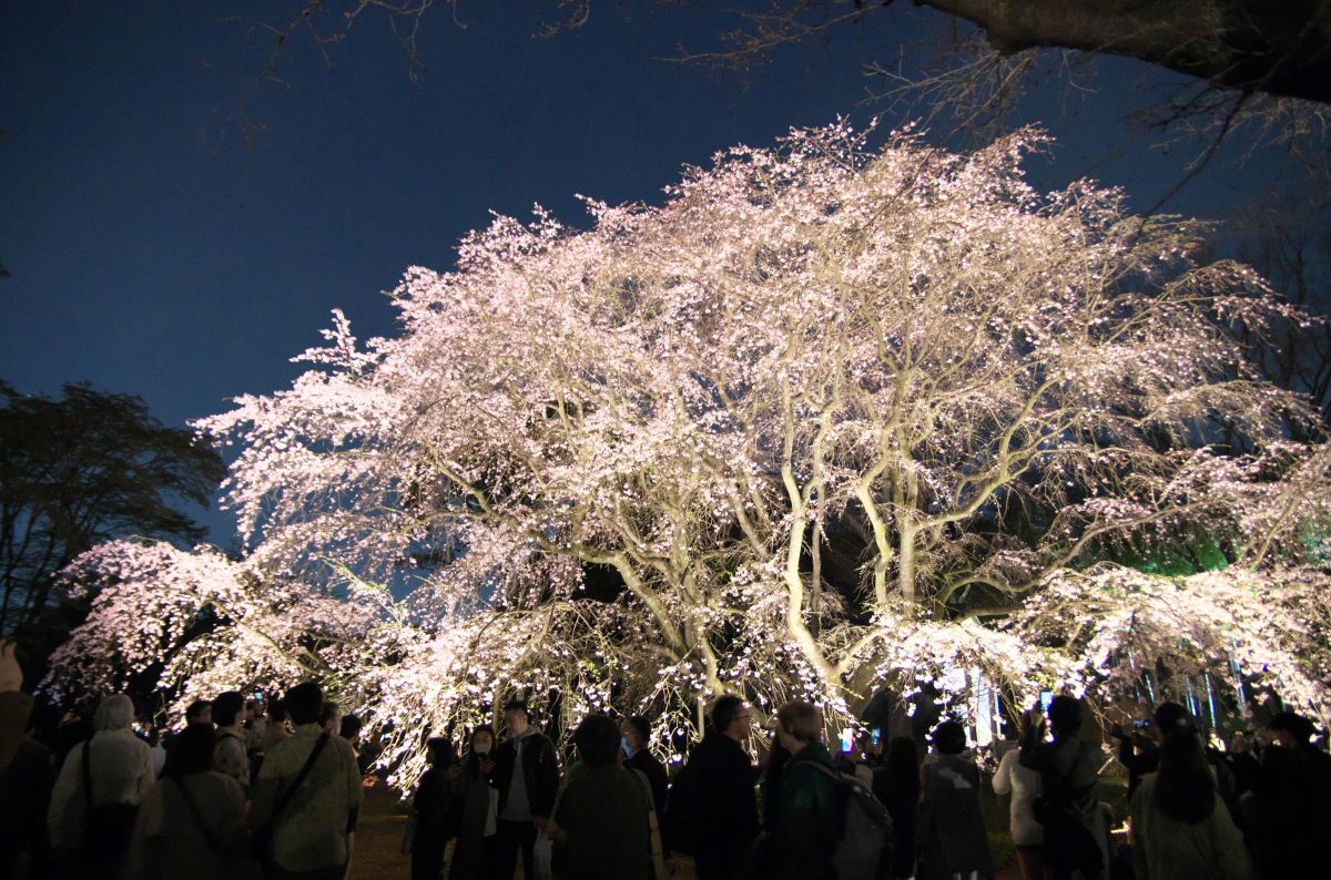お出かけ(134)-2（枝垂れ桜×ライトアップ@六義園） | GANREF