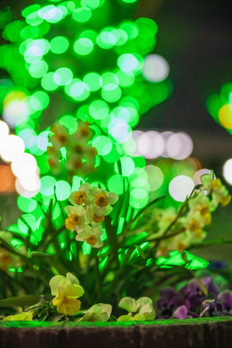 お出かけ(127)-3（水仙×ライトアップ@葛西臨海公園） | GANREF