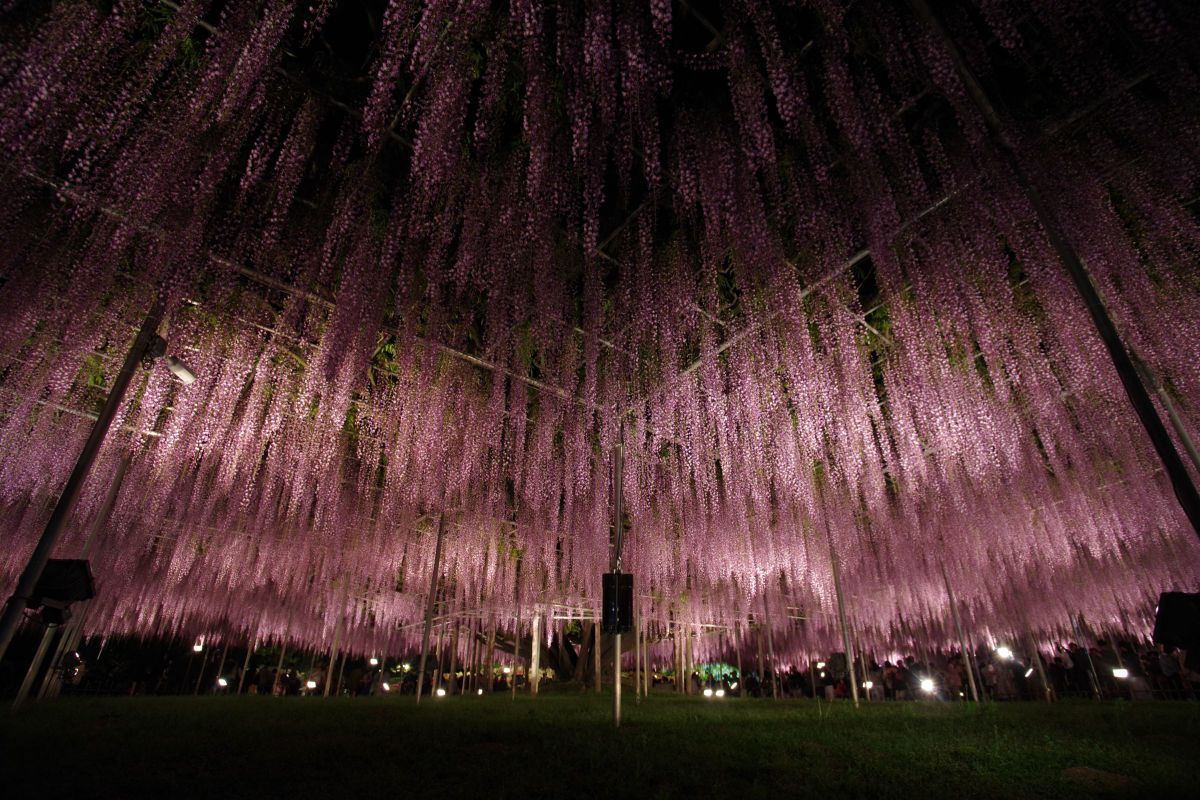 お出かけ(235)-1（藤×ライトアップ@あしかがフラワーパーク） | GANREF