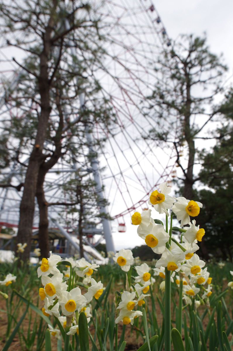 お出かけ(126)-2（観覧車×水仙@葛西臨海公園） | GANREF