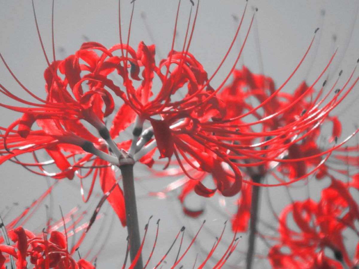 今日も彼岸花 ⃘*.ﾟ | GANREF