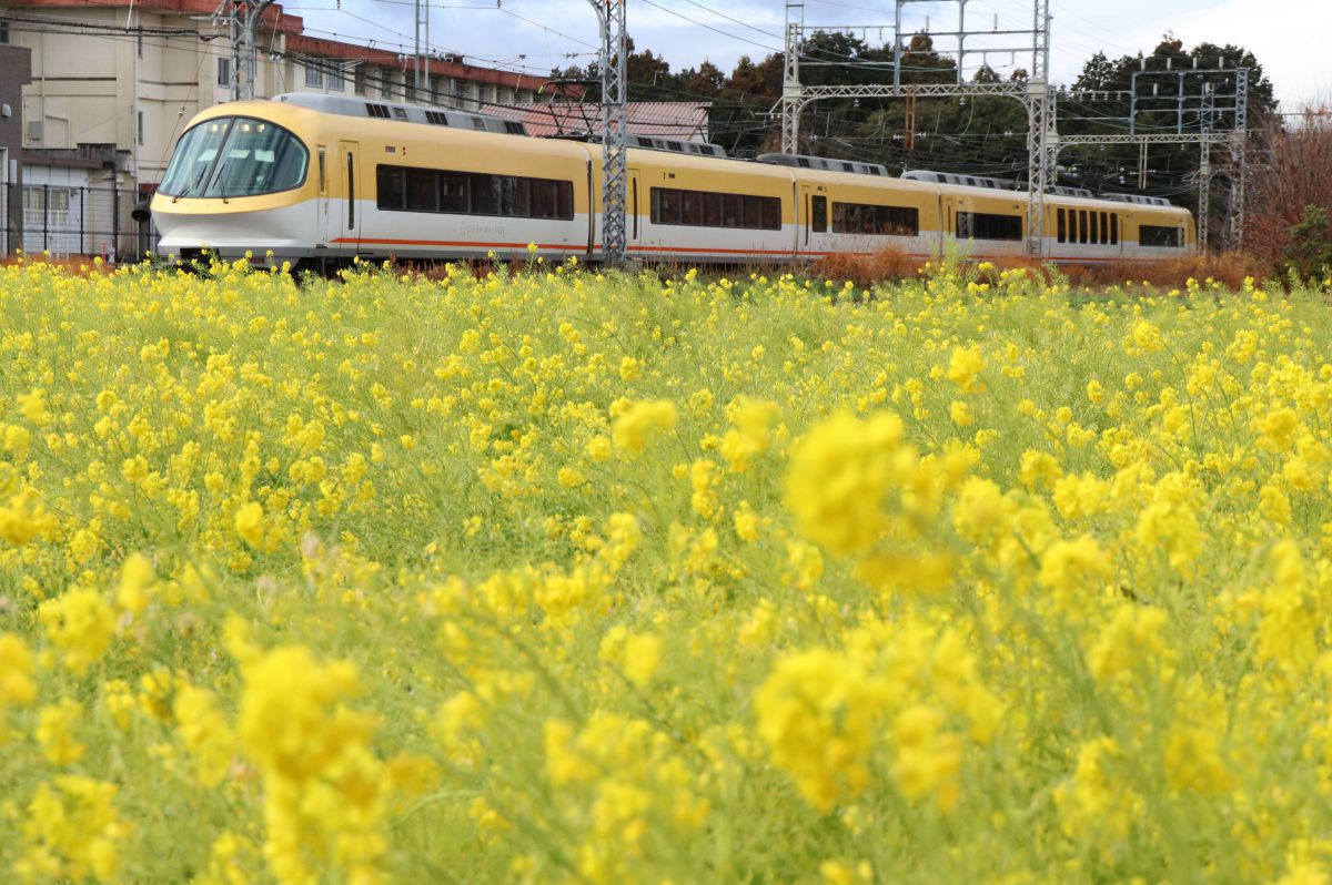 黄色×黄色 | GANREF