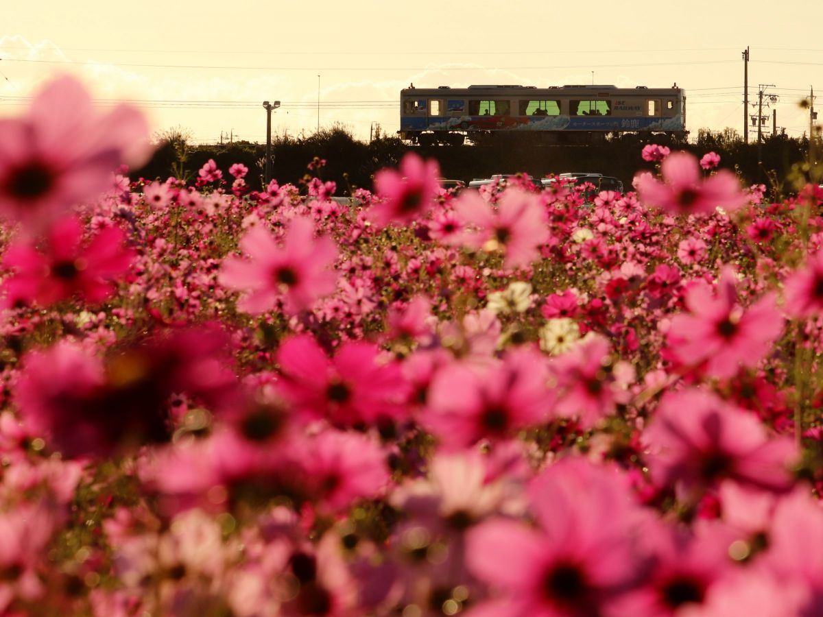 ローカル線の秋 | GANREF