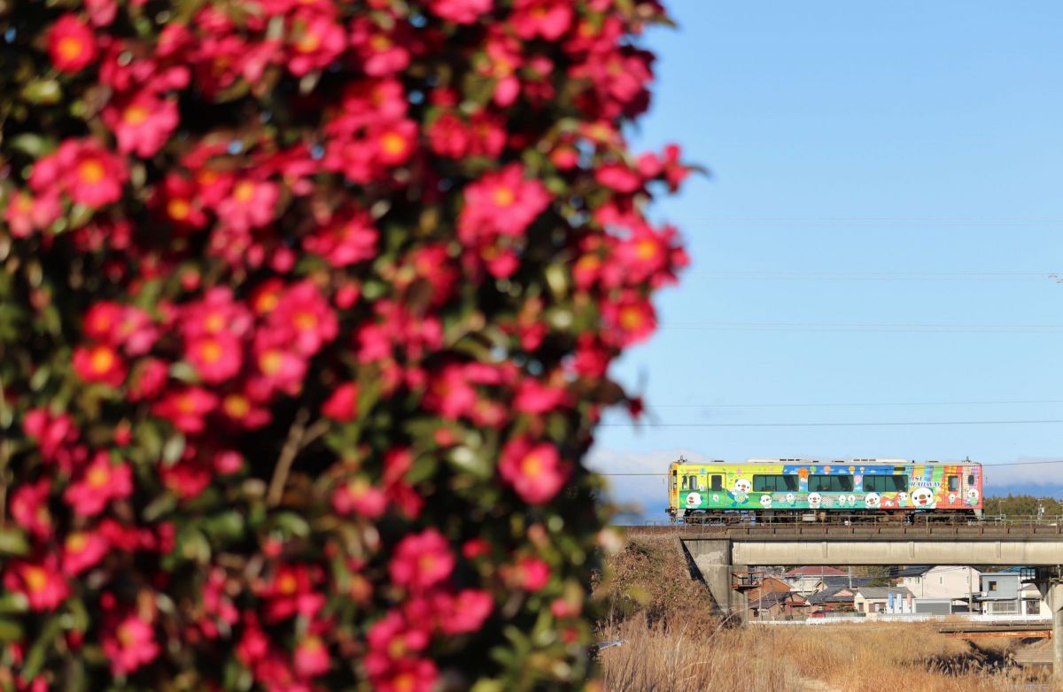 山茶花とミジュマル | GANREF