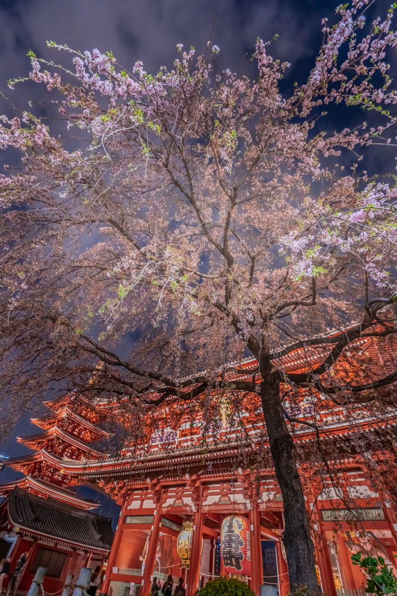 SAKURA JAPAN | GANREF