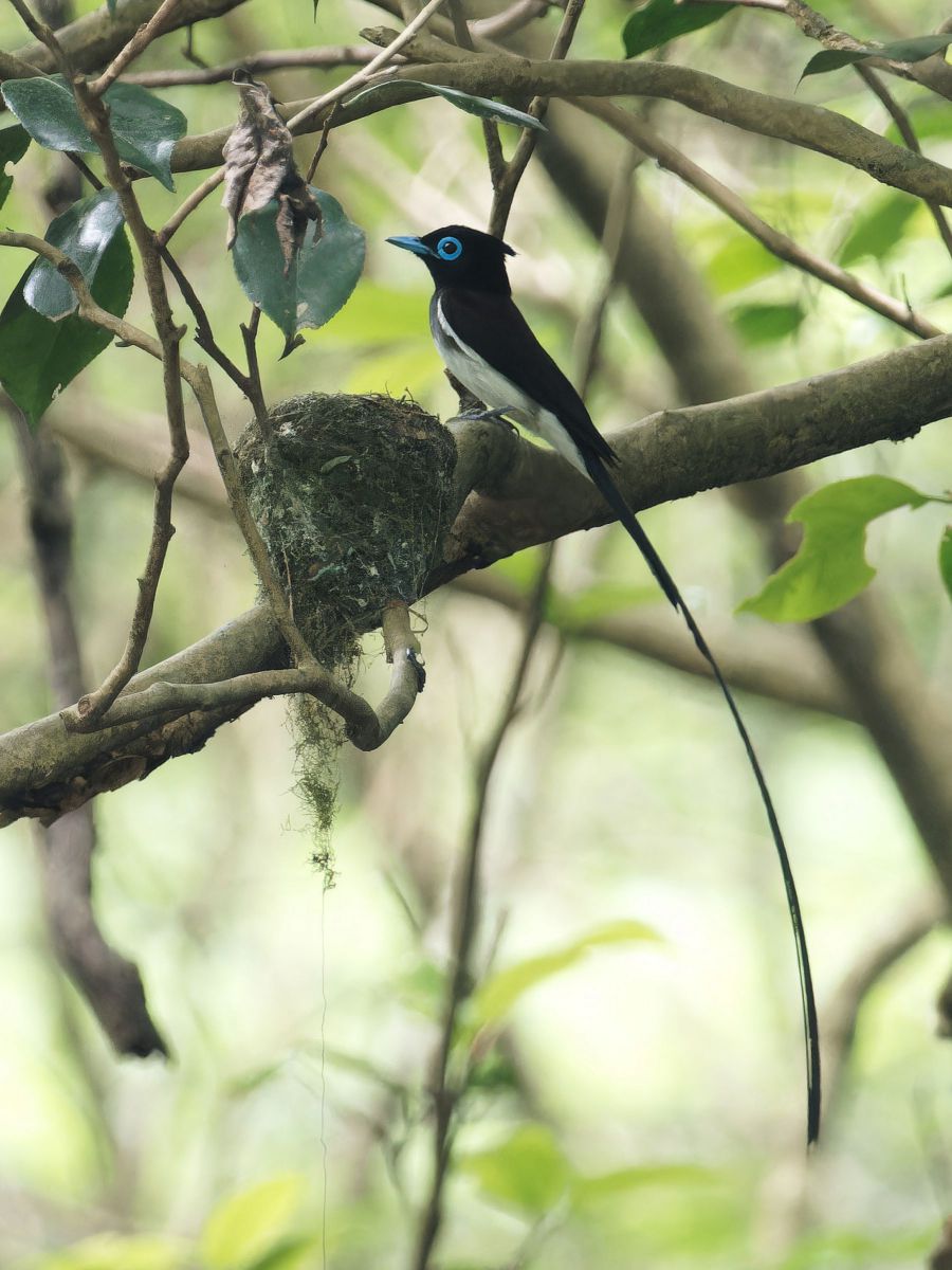 尾羽、綺麗でしょ | GANREF