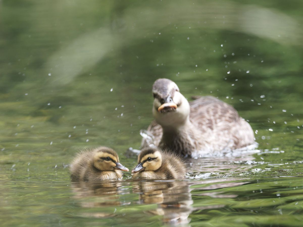 兄弟の会話 | GANREF