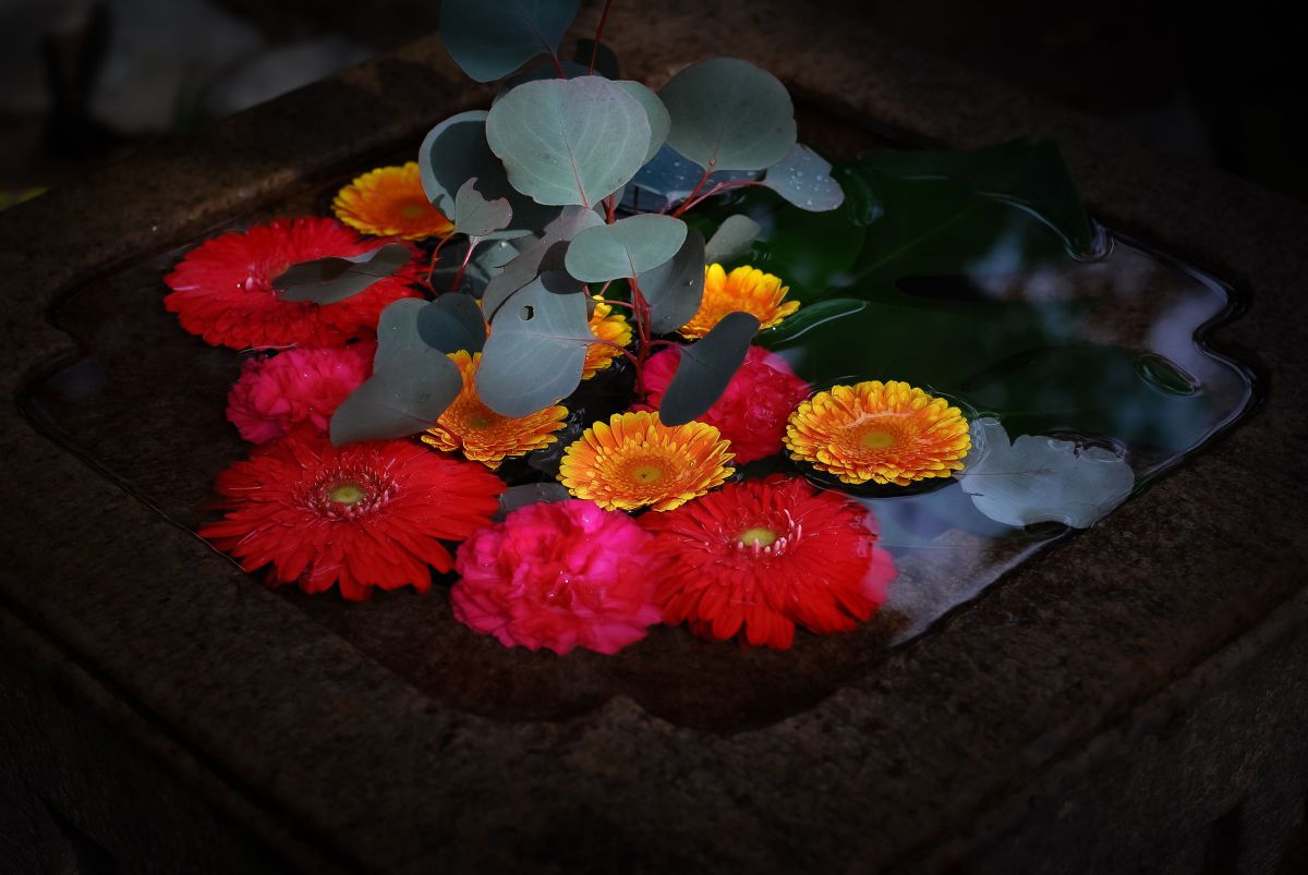 vivid colors | GANREF