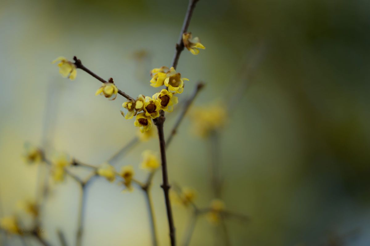 stay yellow | GANREF