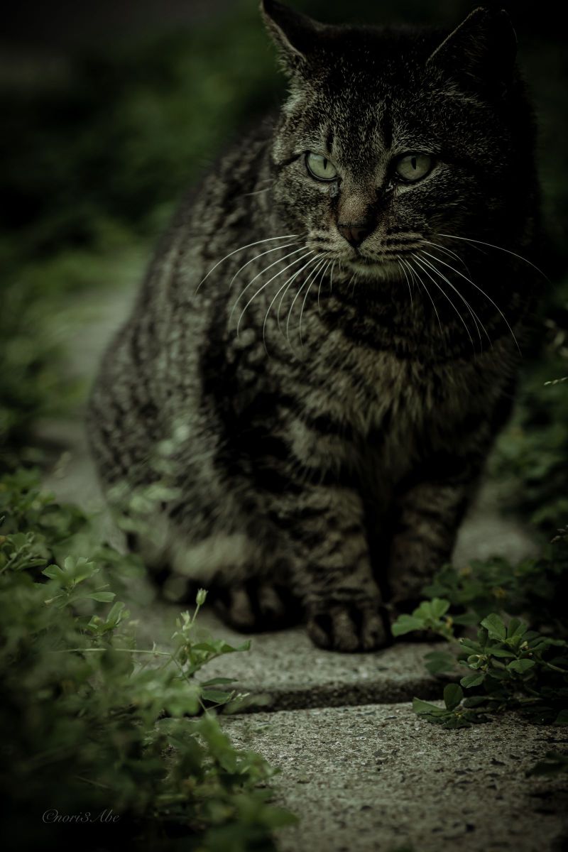 What's wrong? | GANREF