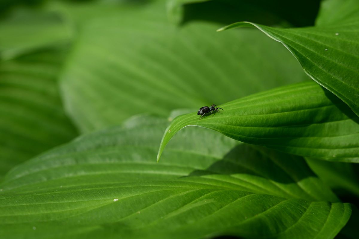 ミリ～mm～ | GANREF