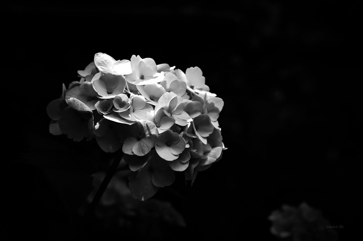 white hydrangea | GANREF
