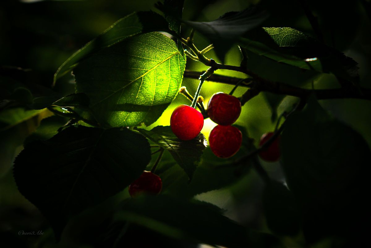 Red Cherry | GANREF